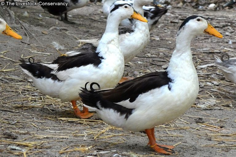 Magpie Duck - Breed Profile - Backyard Poultry